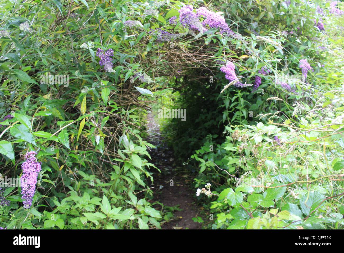A path surrounded by Butterfly bushes (Buddleja davidii) in the forest ...