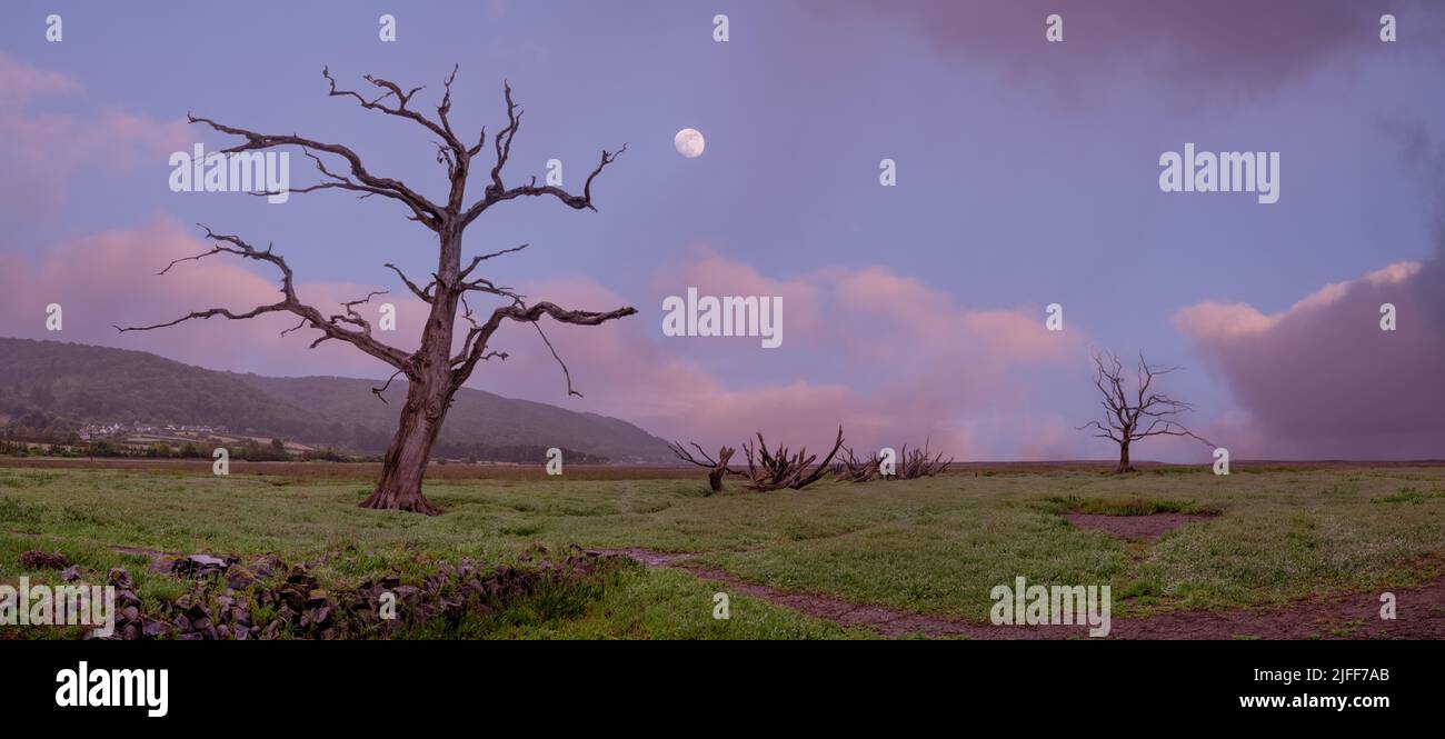 Porlock marsh dead trees england uk Stock Photo - Alamy
