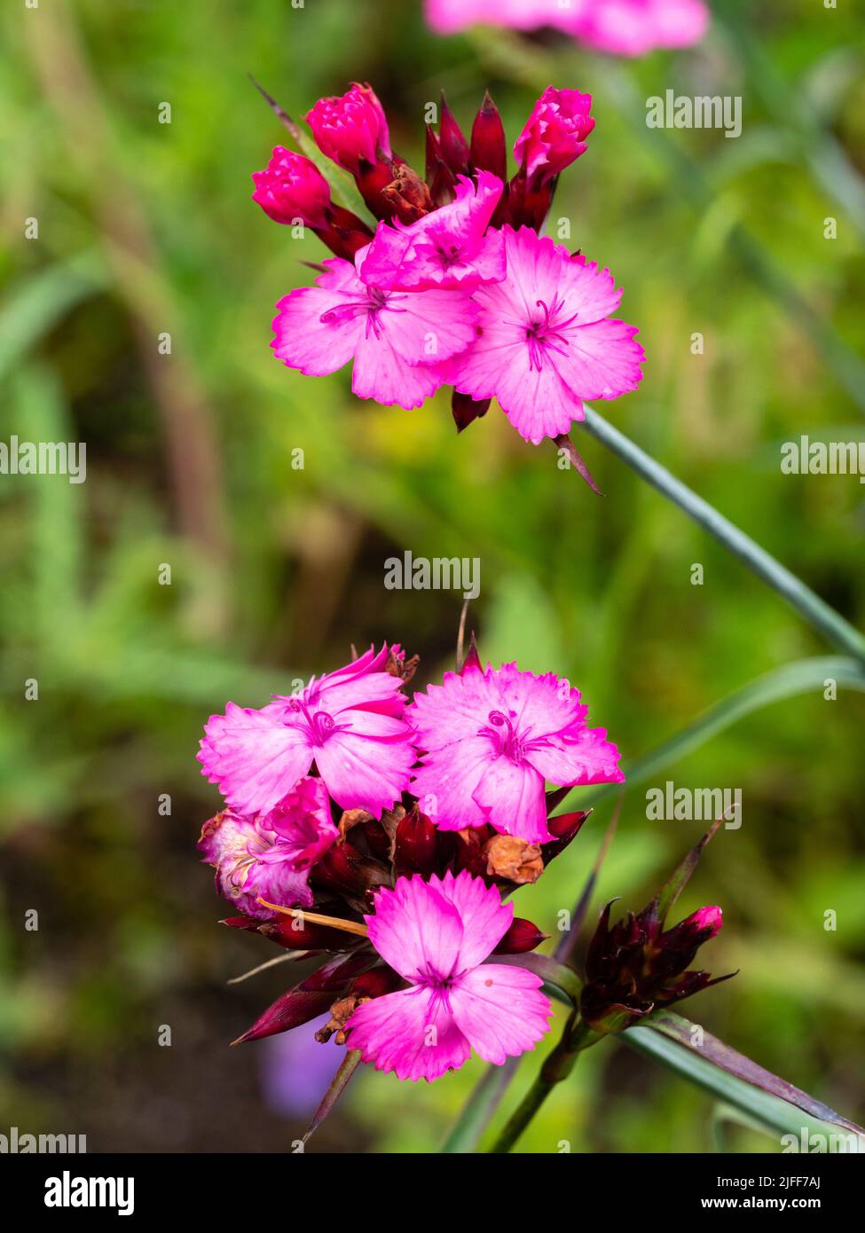 Pink flowers of the hardy German pink, Dianthus carthusianorum, a ...