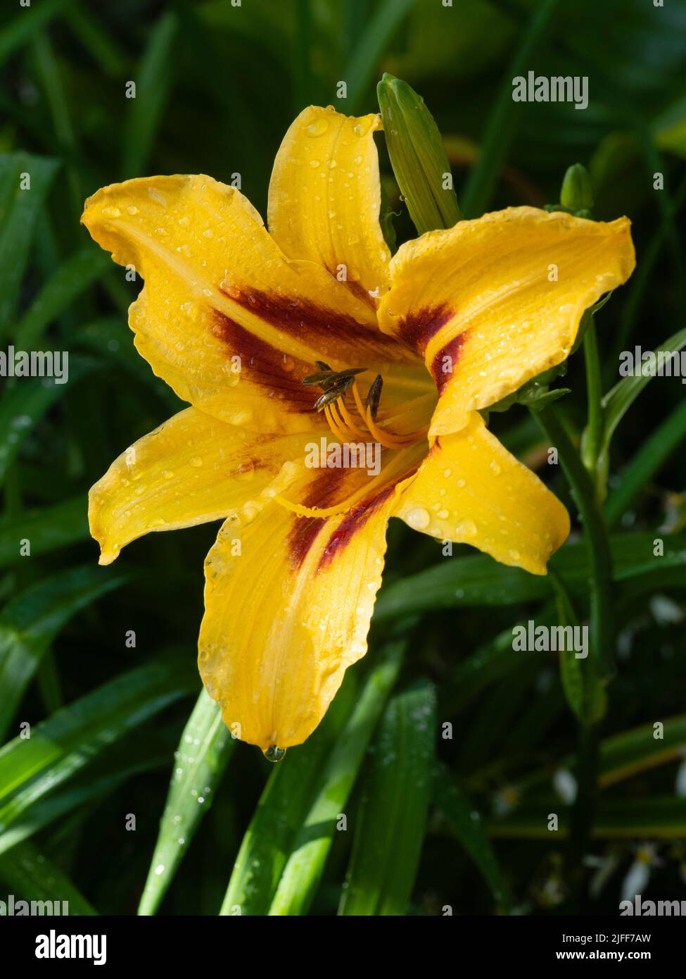 Red throated yellow flower of the hardy perennial summer flowering ...