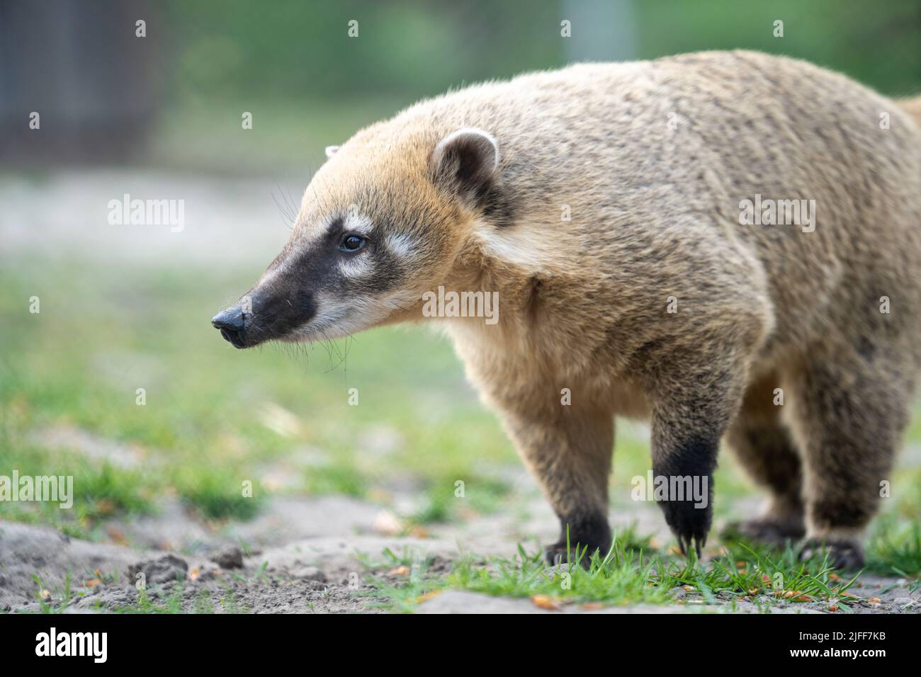 A closeup shot of a long nose beast who forages among the grasses of ...