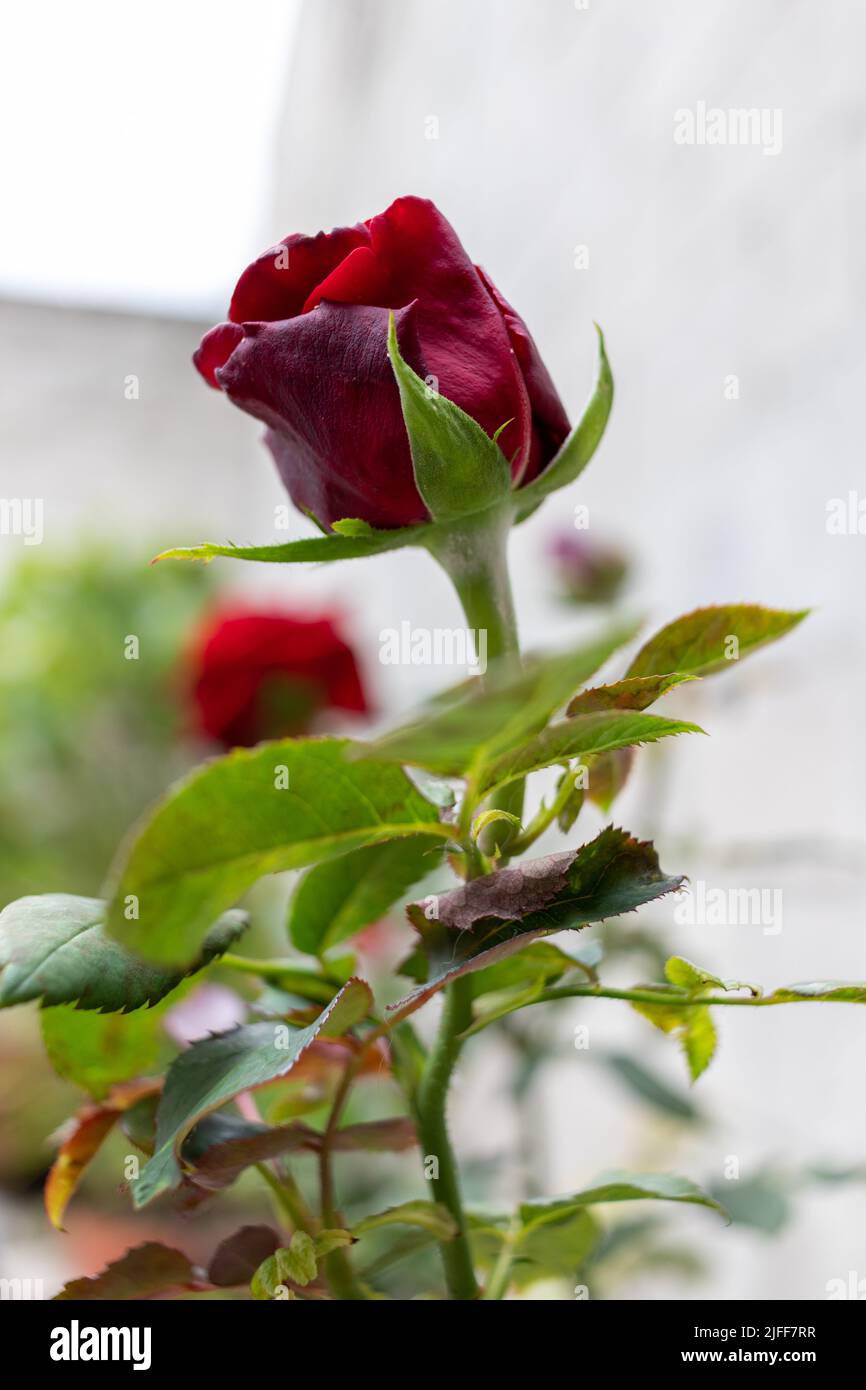 Beauty red rose in spring hi-res stock photography and images - Alamy