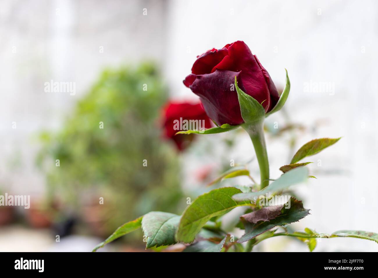 Red rose in a garden patio Stock Photo - Alamy
