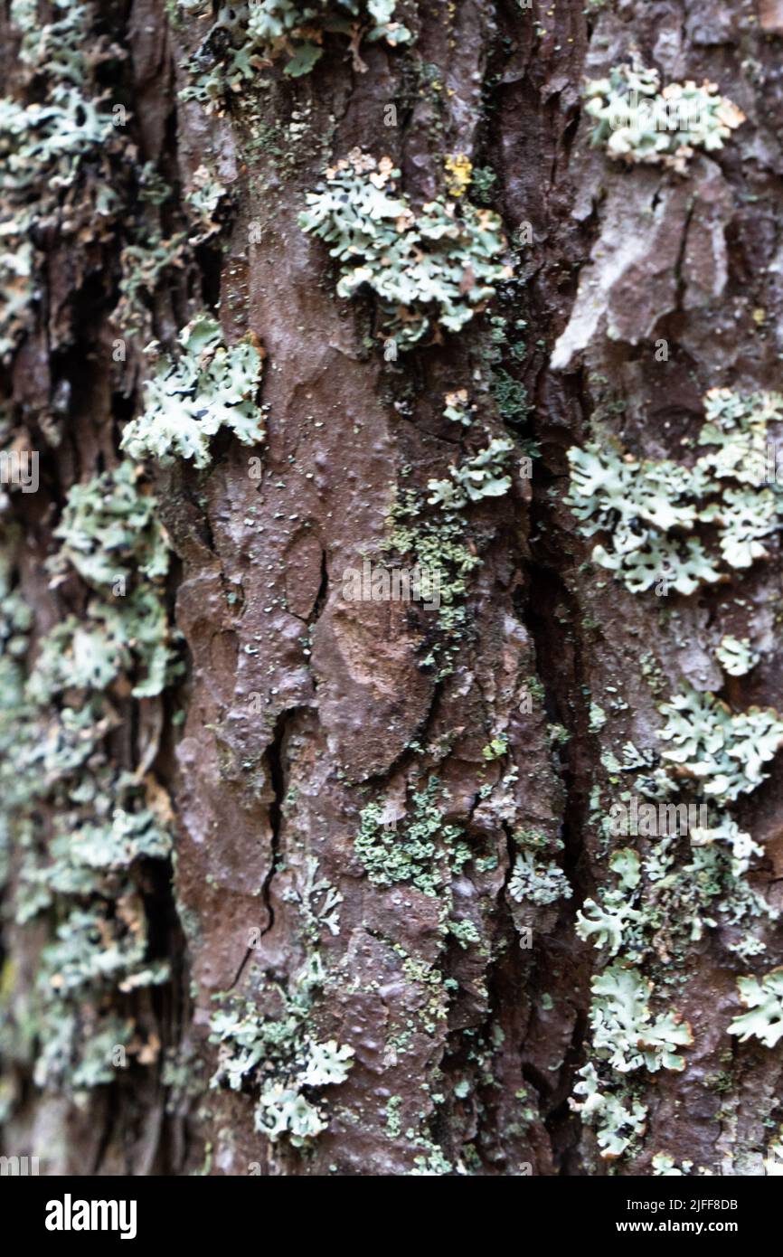 Tree bark background. Closeup of tree bark with moss and lichen. High ...