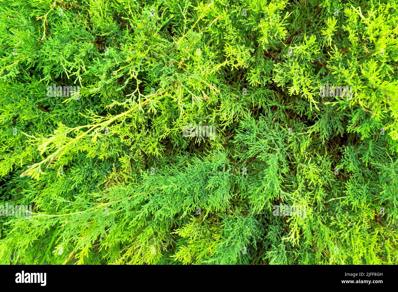 Bright green fluffy green flat lay background, great backdrop for your ...