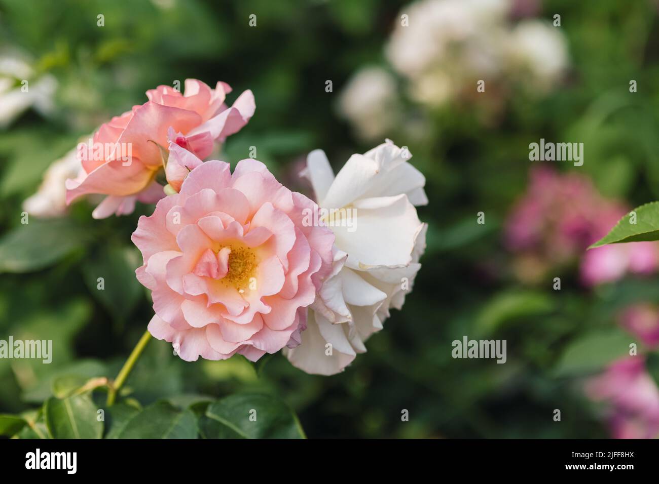 Pink roses flowers growing outdoors in summer garden. Nature Stock ...