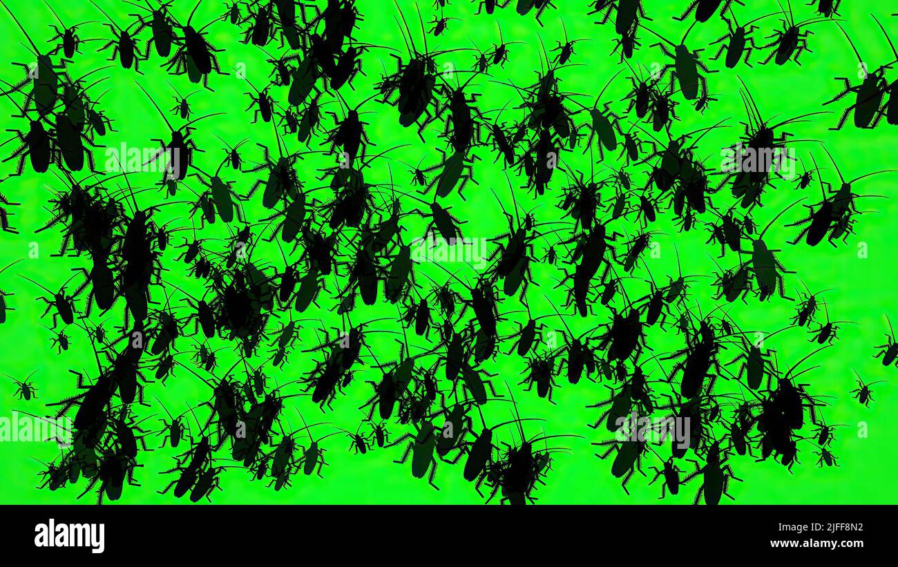 Bugs On Green Screen Silhouette Stock Photo - Alamy