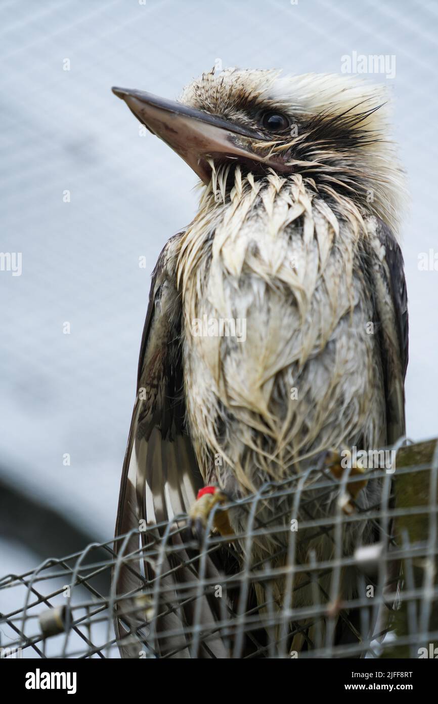 A vertical shot of a bird with black wings and very sharp beak Stock ...