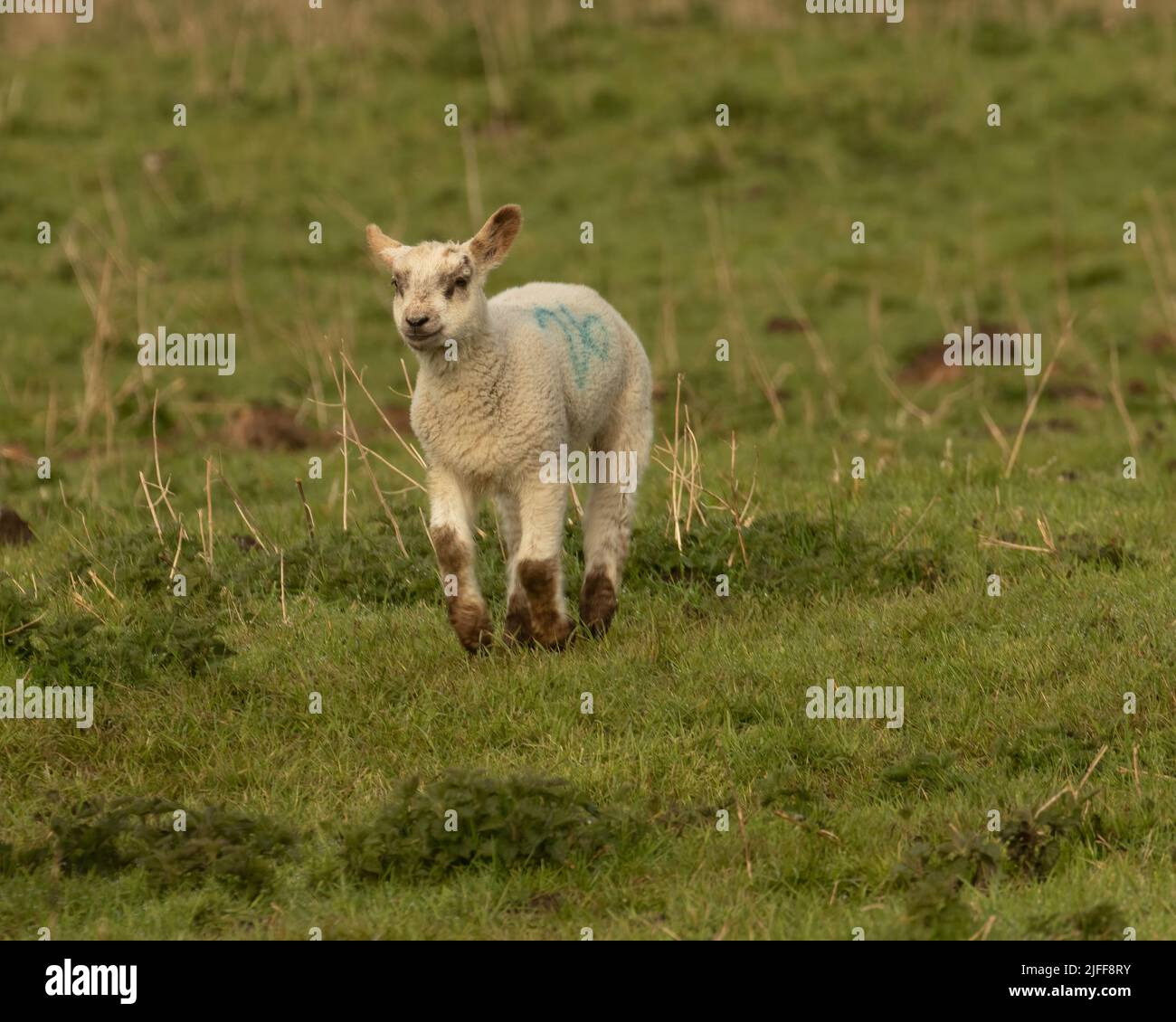 A Fluffy Spring white and black lamb, ovis aries, in green pasture with ...