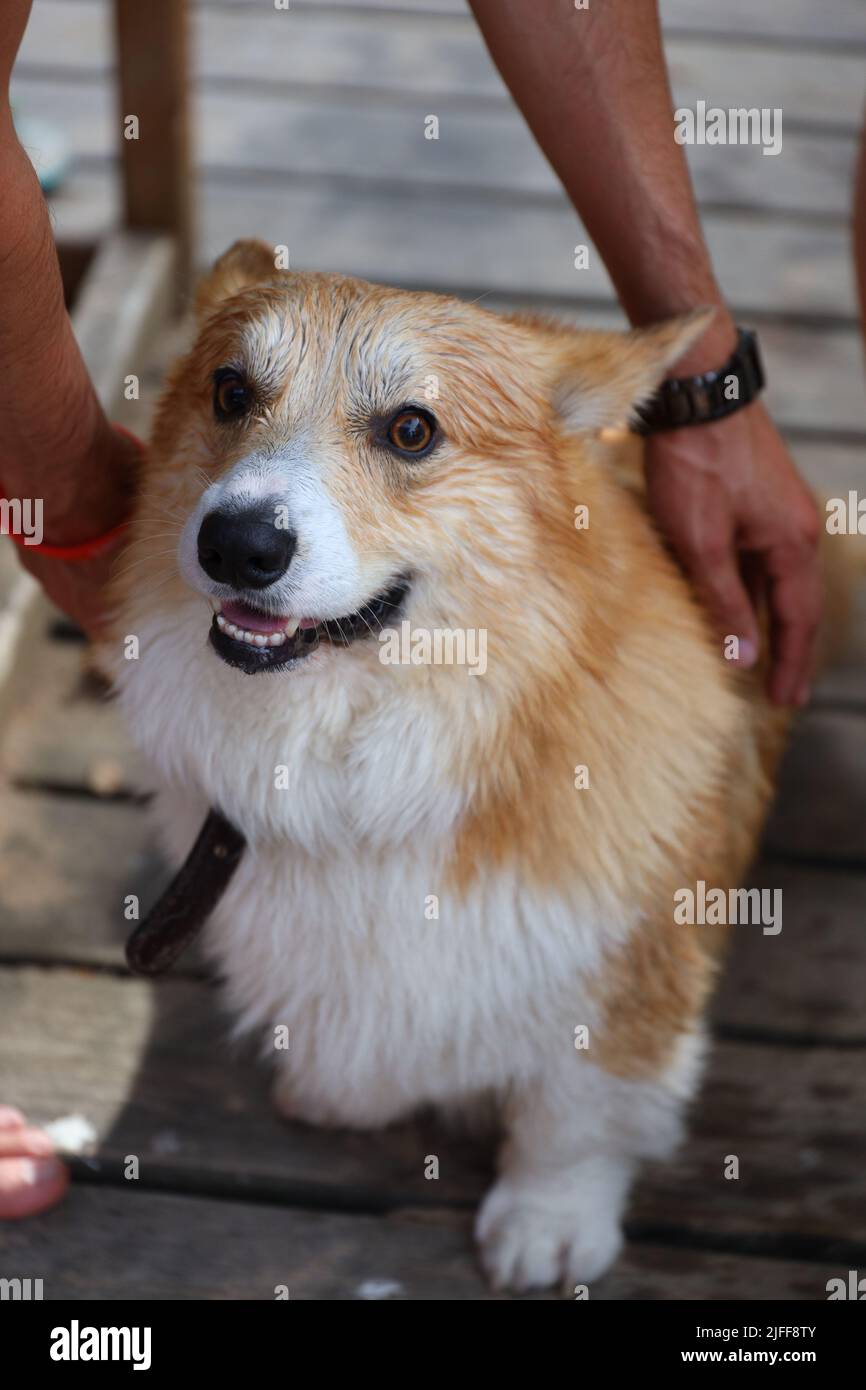 Photo of a welsh corgi close-up in nature Stock Photo - Alamy