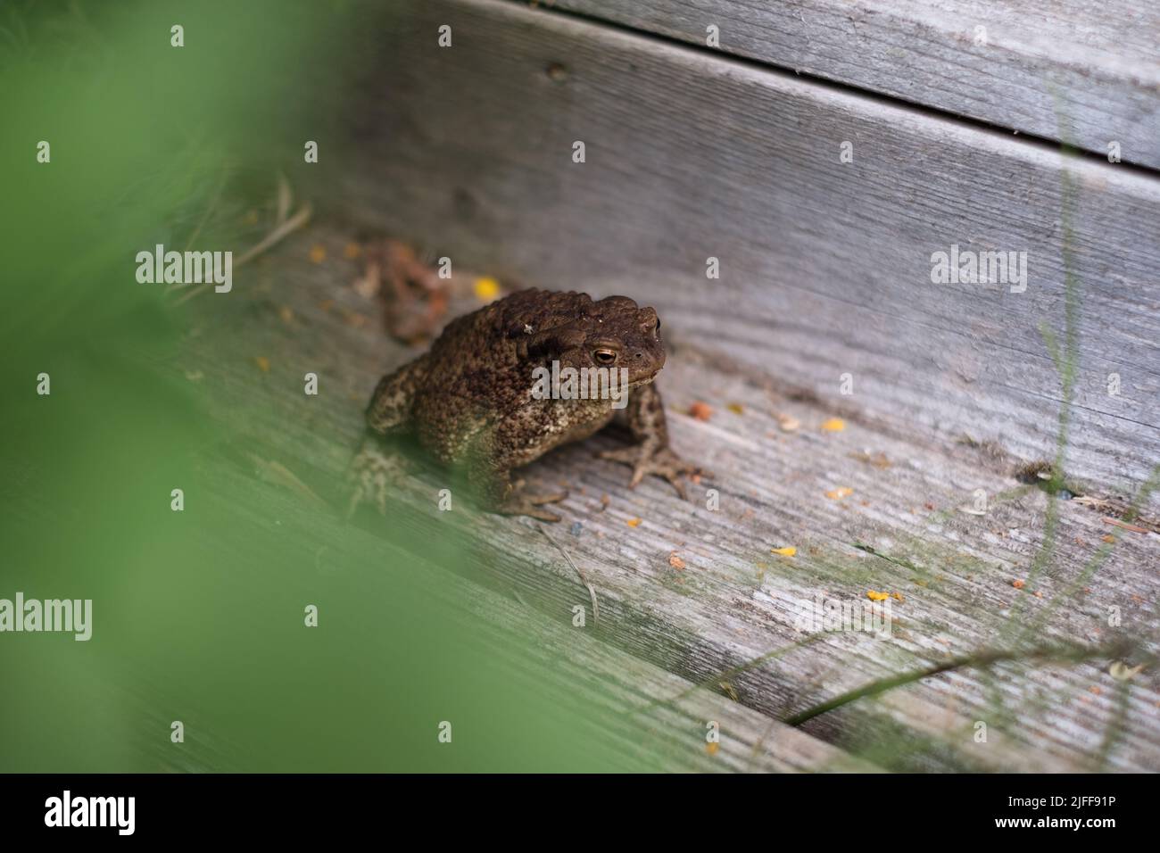 Green wild frog lost in town Stock Photo - Alamy