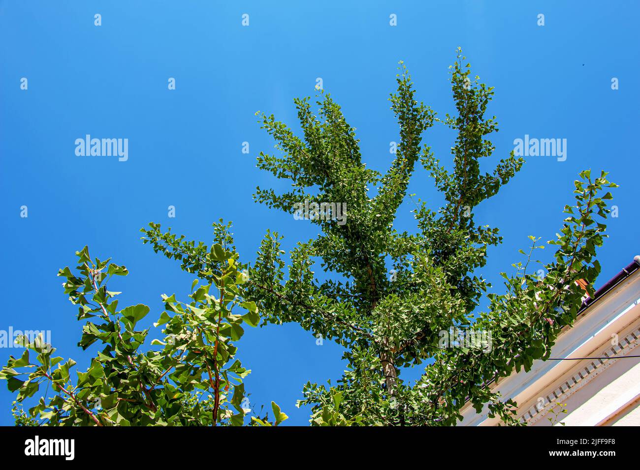 Fresh bright green leaves of ginkgo biloba. Natural foliage texture ...
