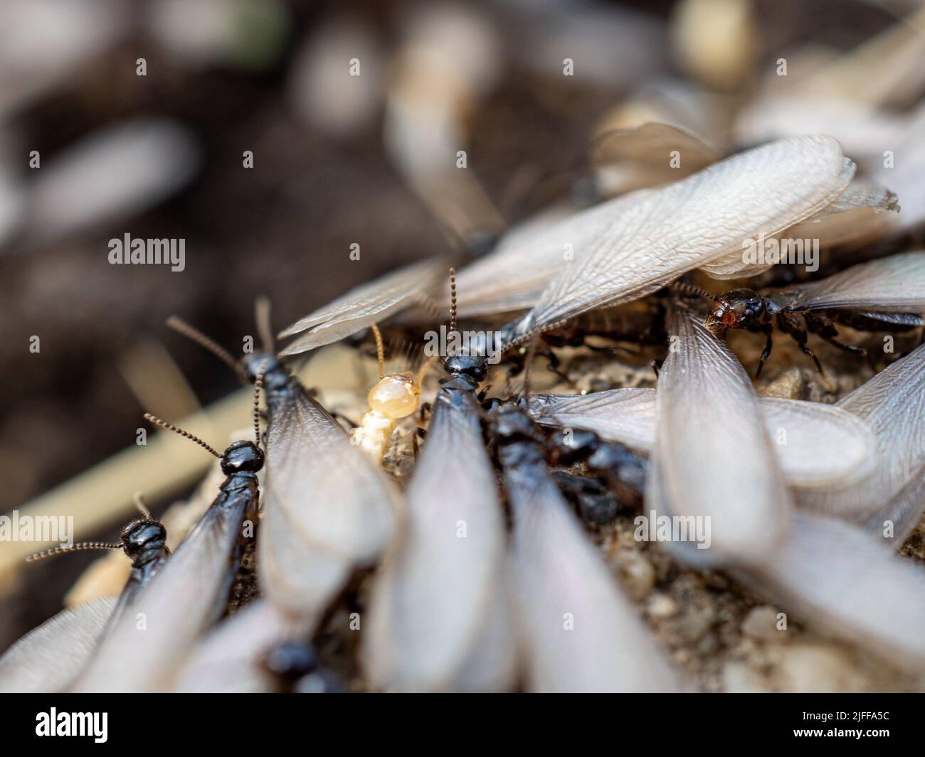A closeup of termites on a ground in a garden Stock Photo - Alamy