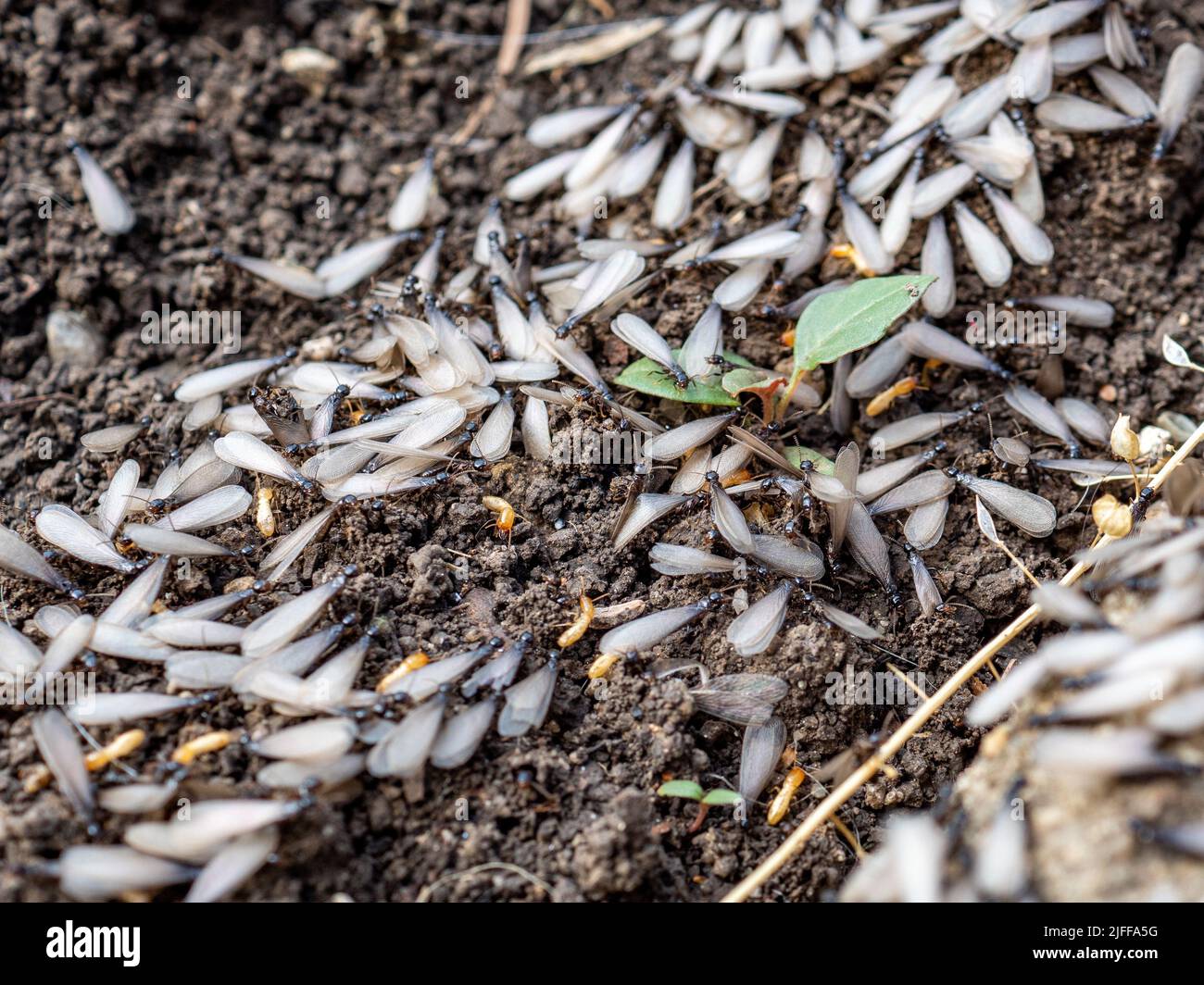 A closeup of termites on a ground in a garden Stock Photo - Alamy