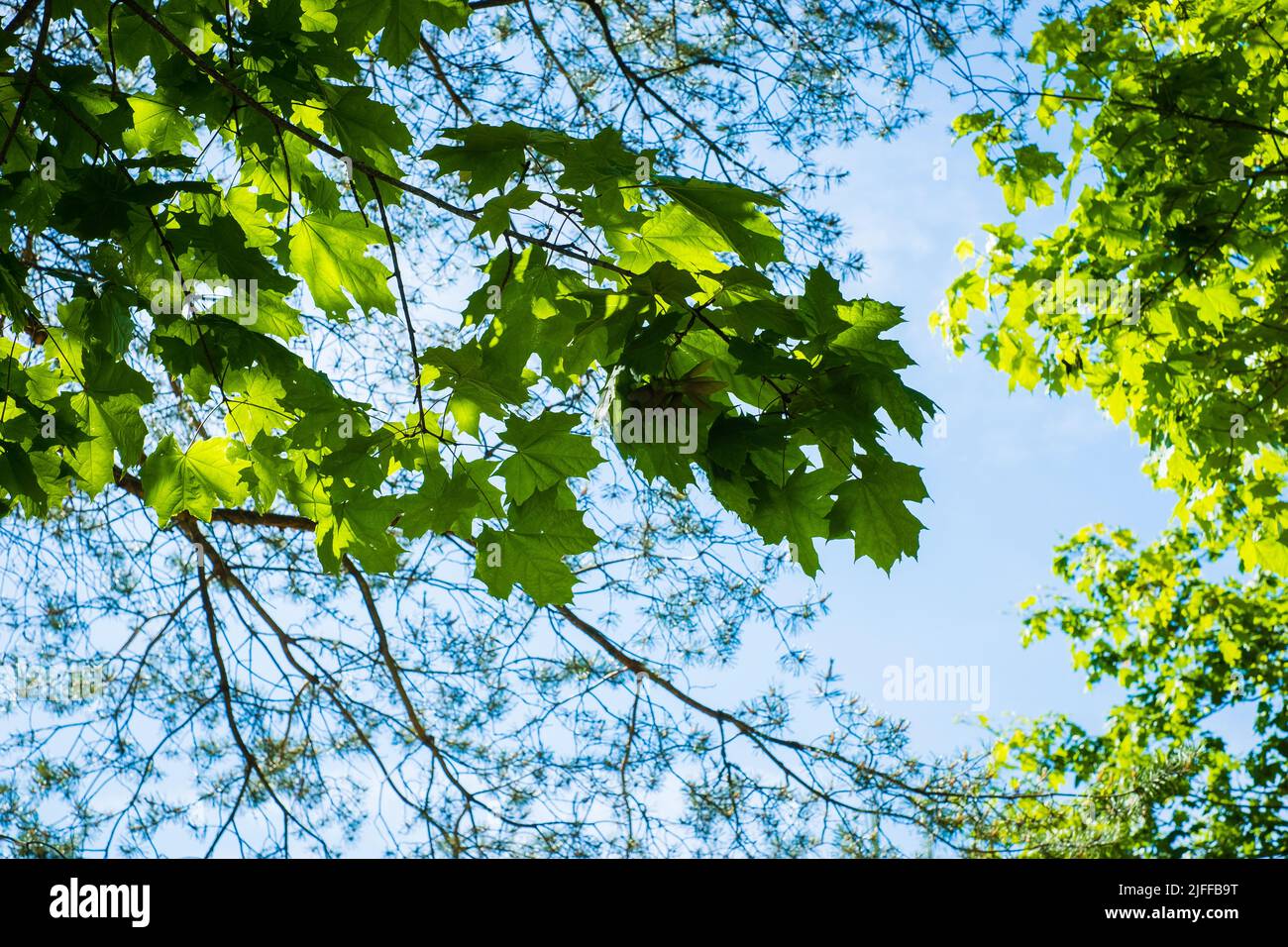 Green maple trees in the summer sky. Looking up through maple leaves ...