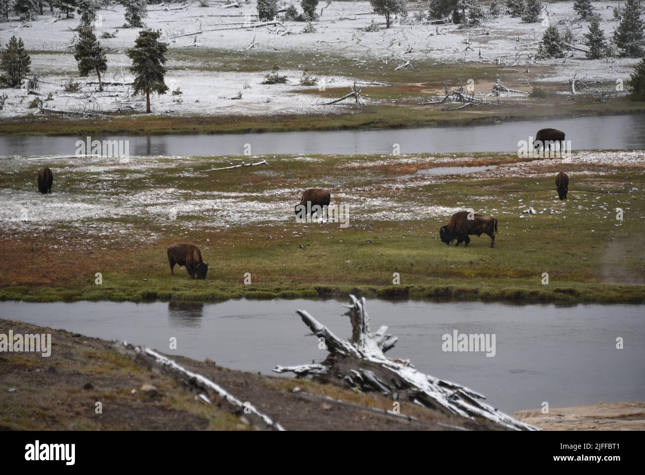 Yellowstone National Park, U.S.A. 5/21-24/2022. American Bison. 5,000 ...