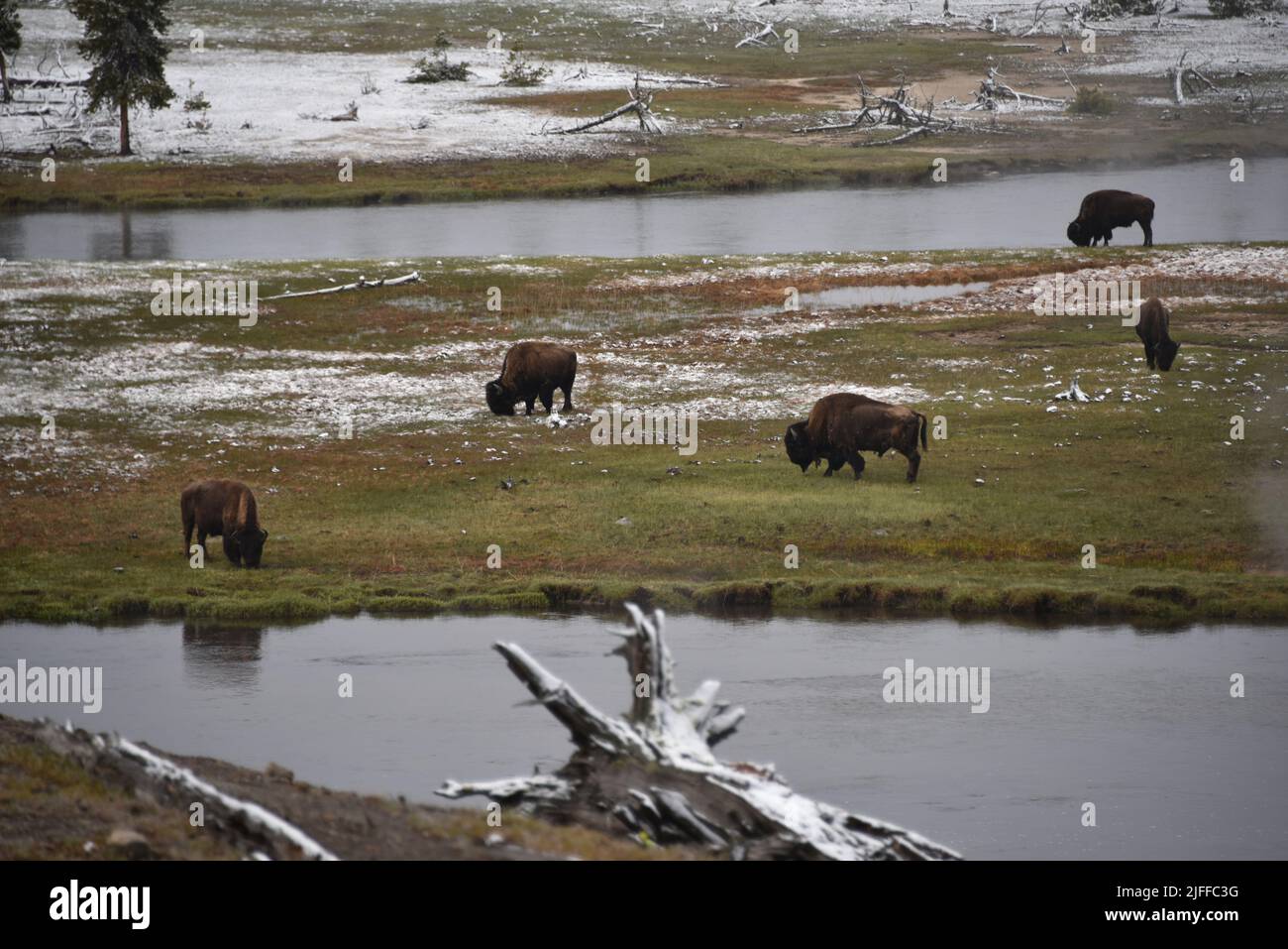 Yellowstone National Park, U.S.A. 5/21-24/2022. American Bison. 5,000 ...
