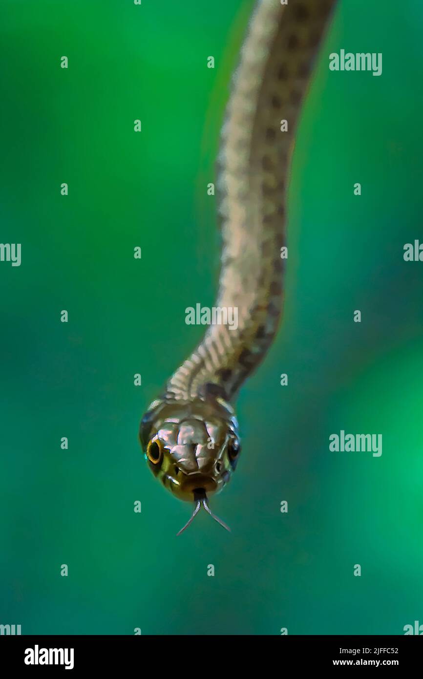 Angry snake hi-res stock photography and images - Alamy