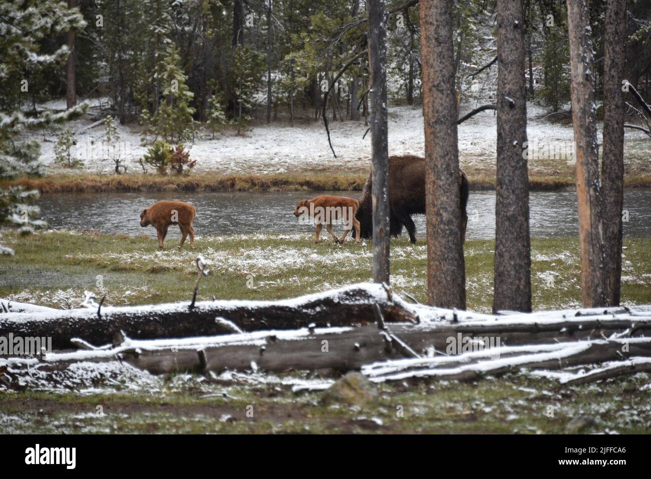 Yellowstone National Park, U.S.A. 5/21-24/2022. American Bison. 5,000 ...