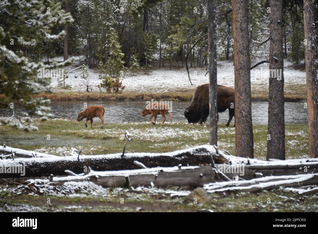 Yellowstone National Park, U.S.A. 5/21-24/2022. American Bison. 5,000 ...