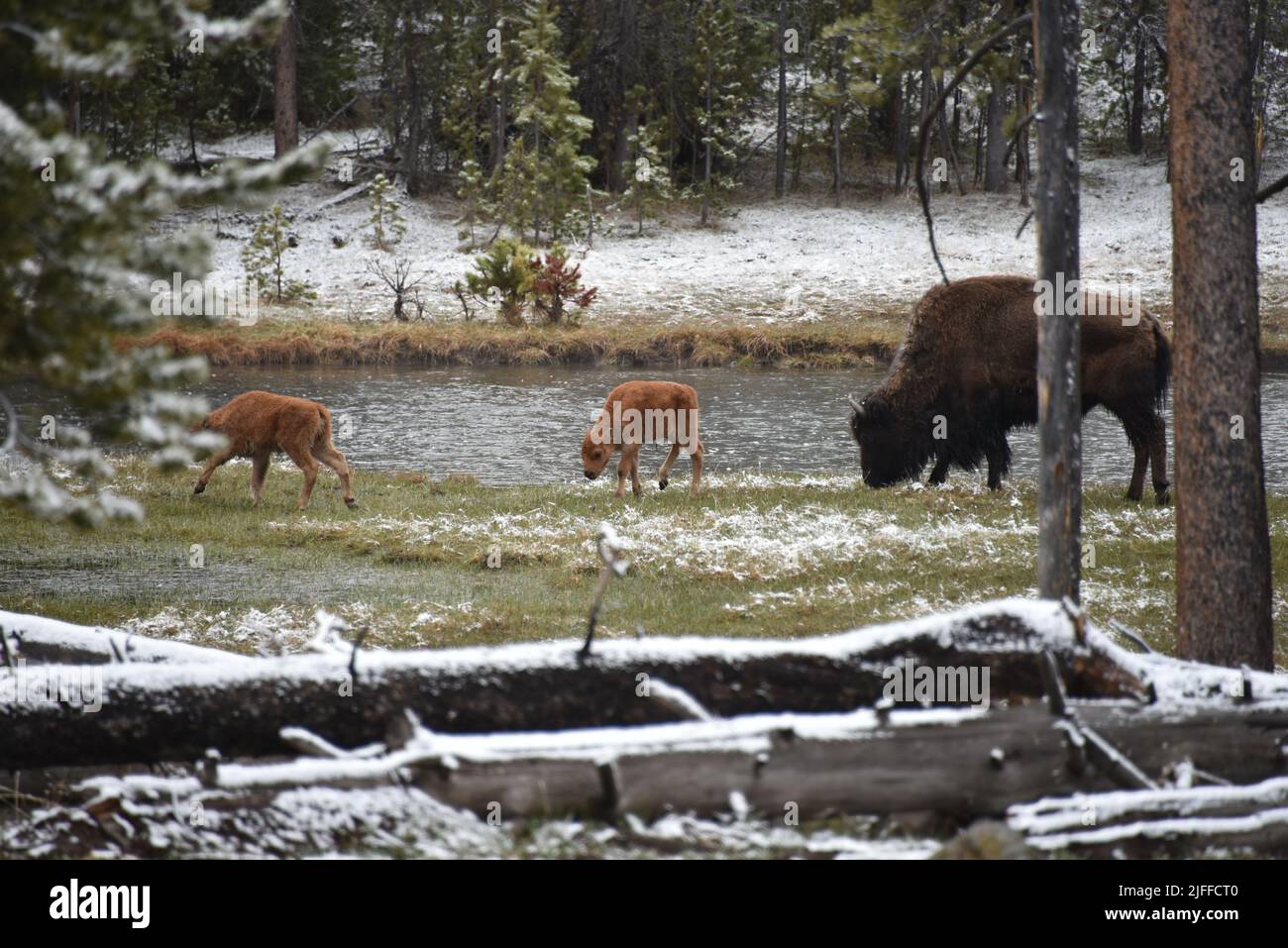 Yellowstone National Park, U.S.A. 5/21-24/2022. American Bison. 5,000 ...