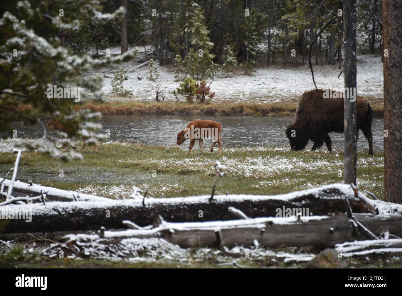 Yellowstone National Park, U.S.A. 5/21-24/2022. American Bison. 5,000 ...