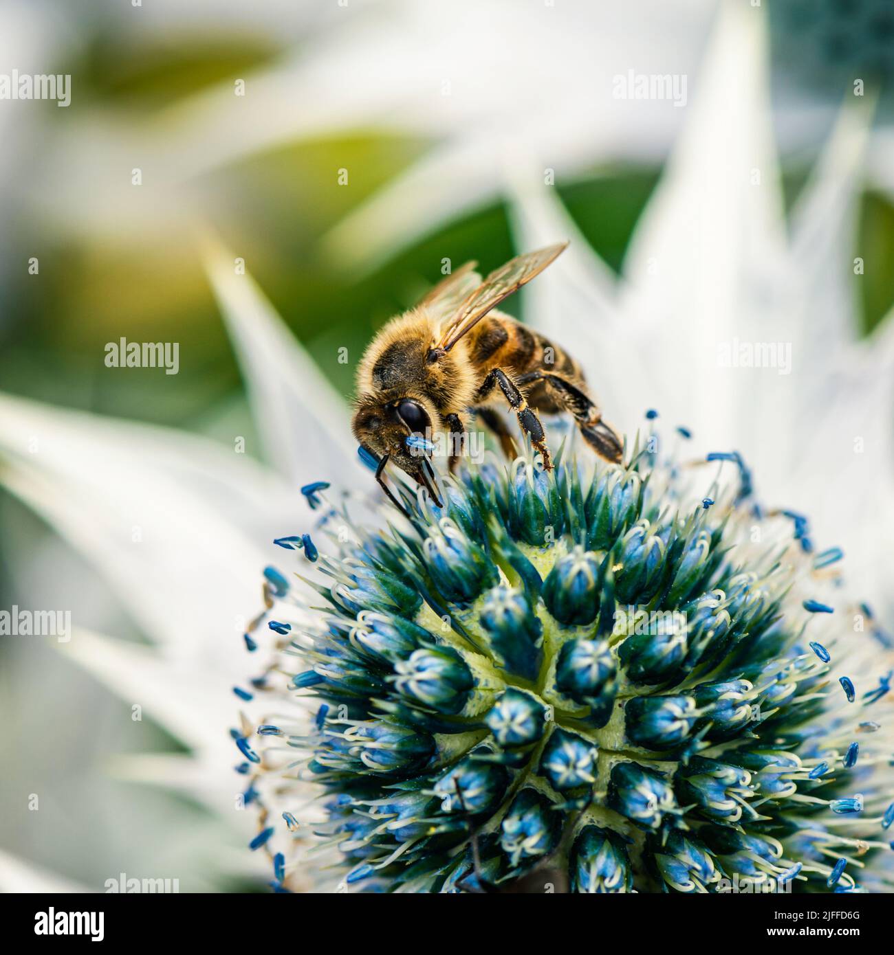 European Honey Bee or Western Honey Bee, Apis mellifera on flower Stock ...