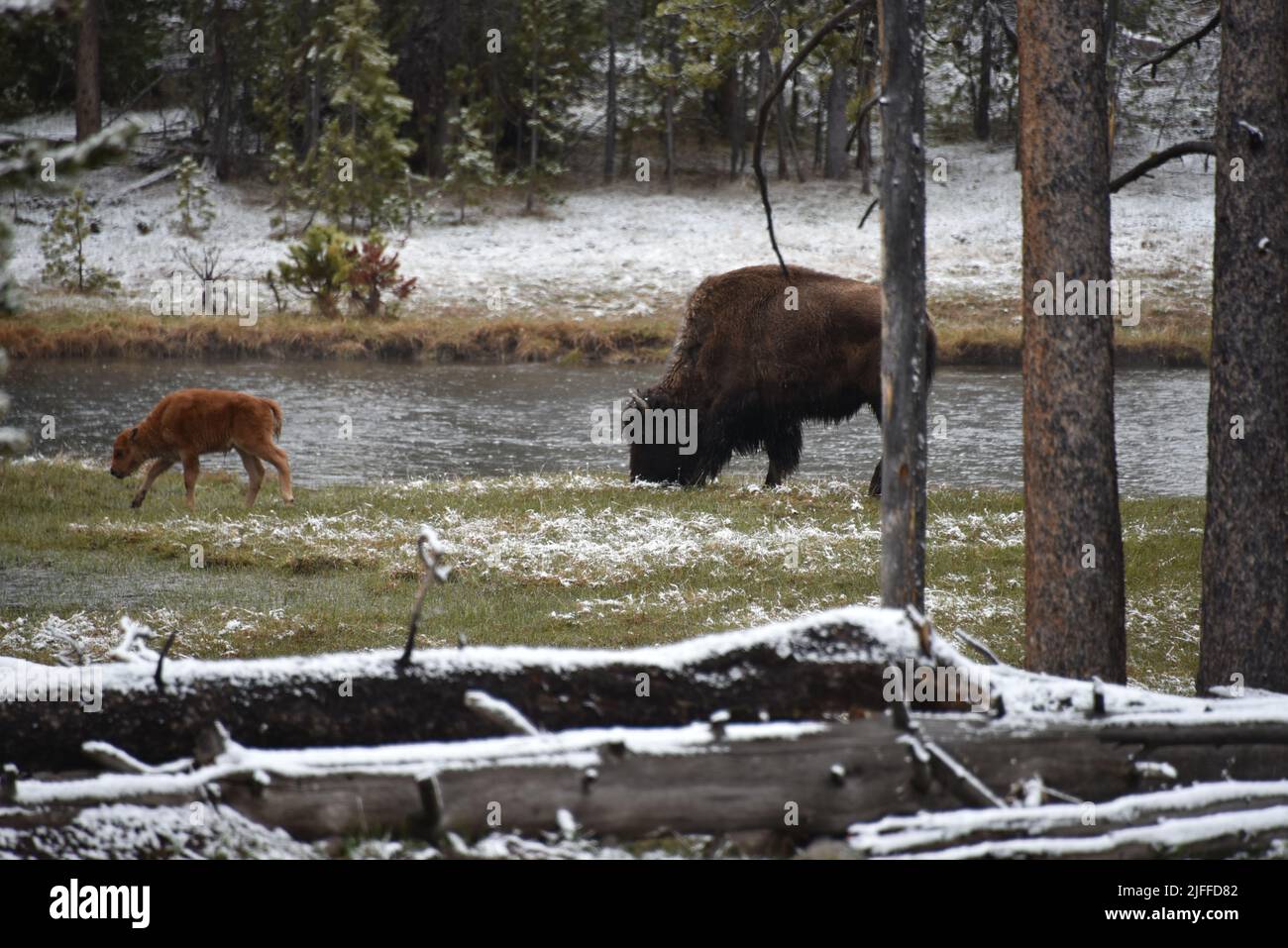 Yellowstone National Park, U.S.A. 5/21-24/2022. American Bison. 5,000 ...
