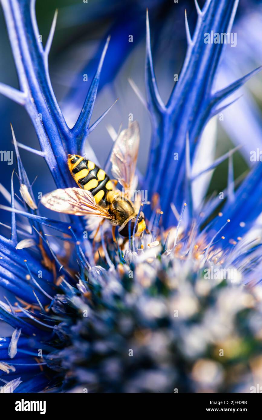Hoverflies hi-res stock photography and images - Alamy