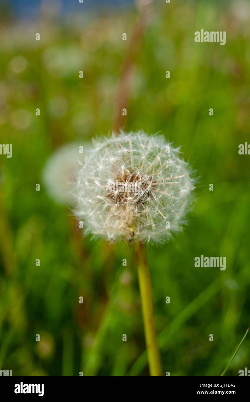 The white cap of a dandelion. Wild grasses of the cold northern summer ...