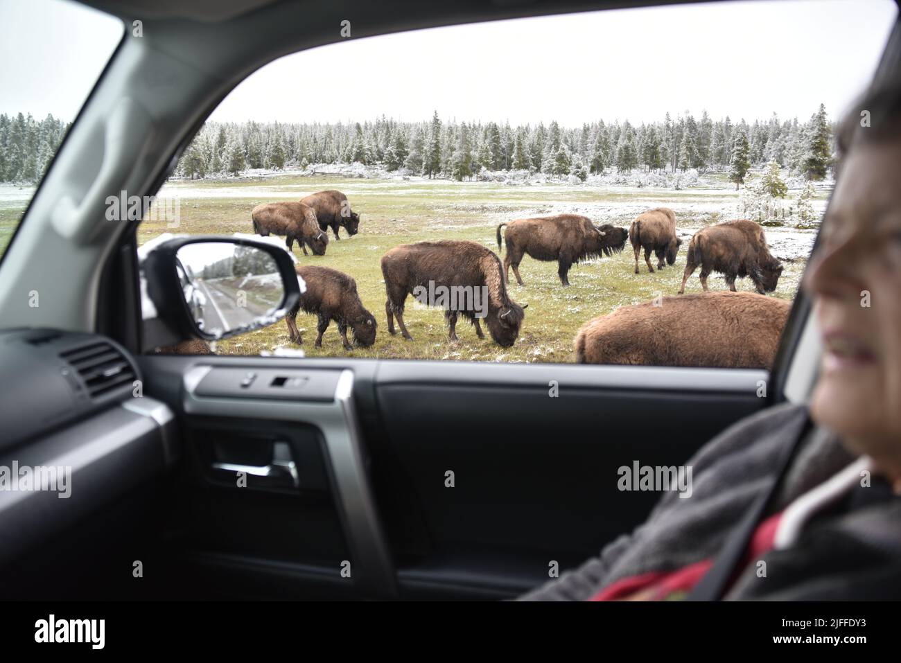 Yellowstone National Park, U.S.A. 5/21-24/2022. American Bison. 5,000 ...
