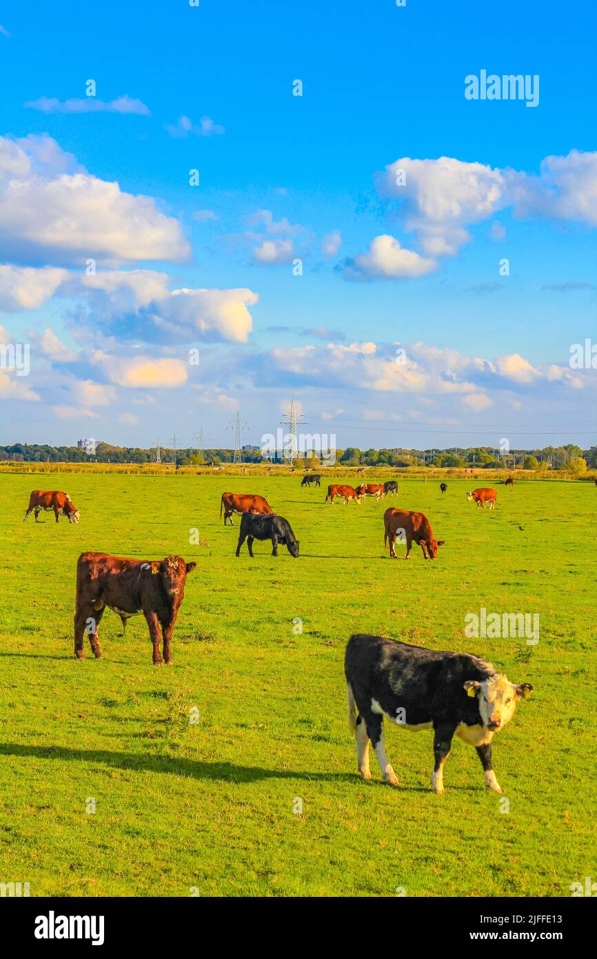 North German agricultural field with cows and nature landscape panorama ...
