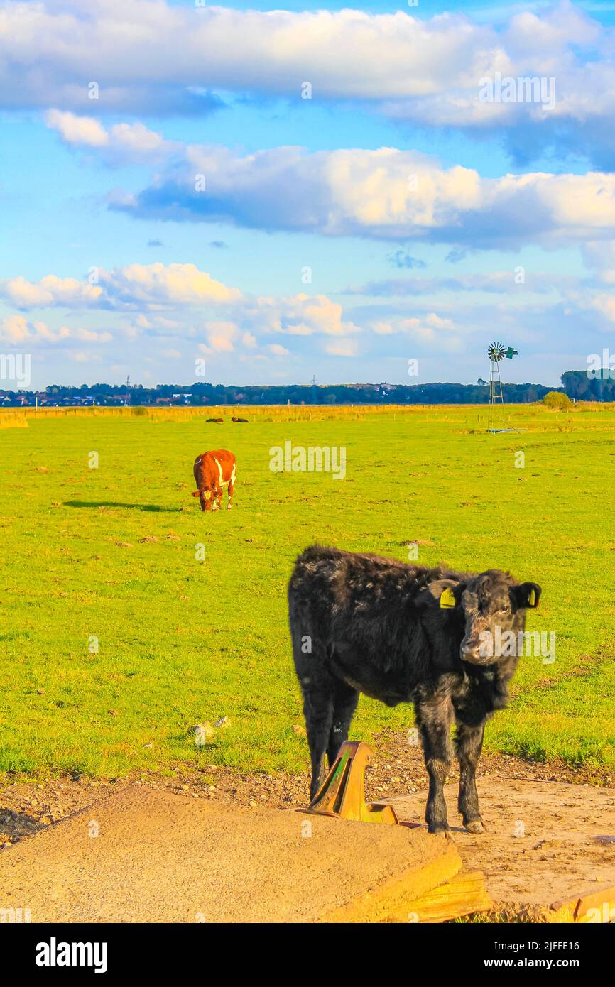 North German agricultural field with cows and nature landscape panorama ...