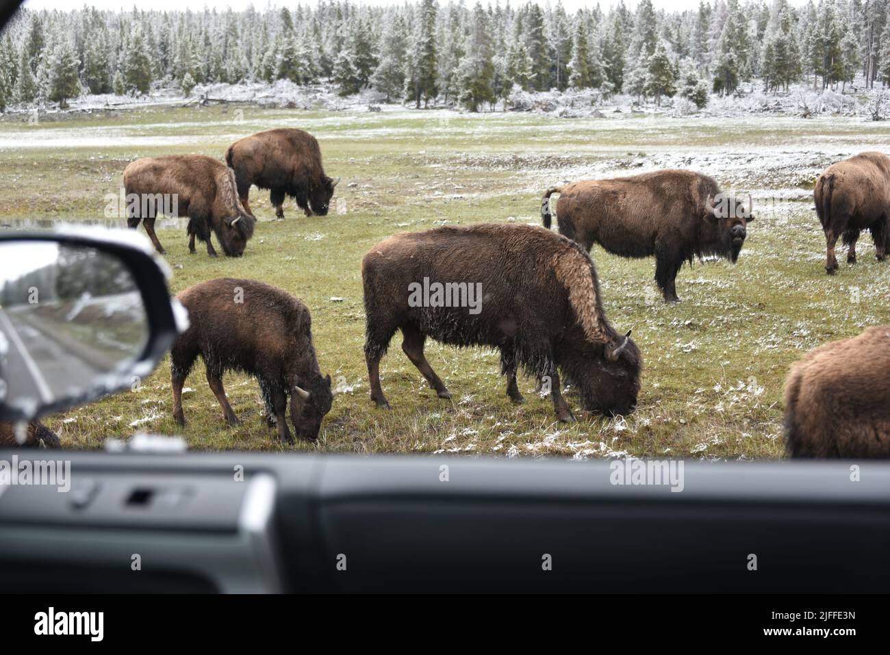 Yellowstone National Park, U.S.A. 5/21-24/2022. American Bison. 5,000 ...