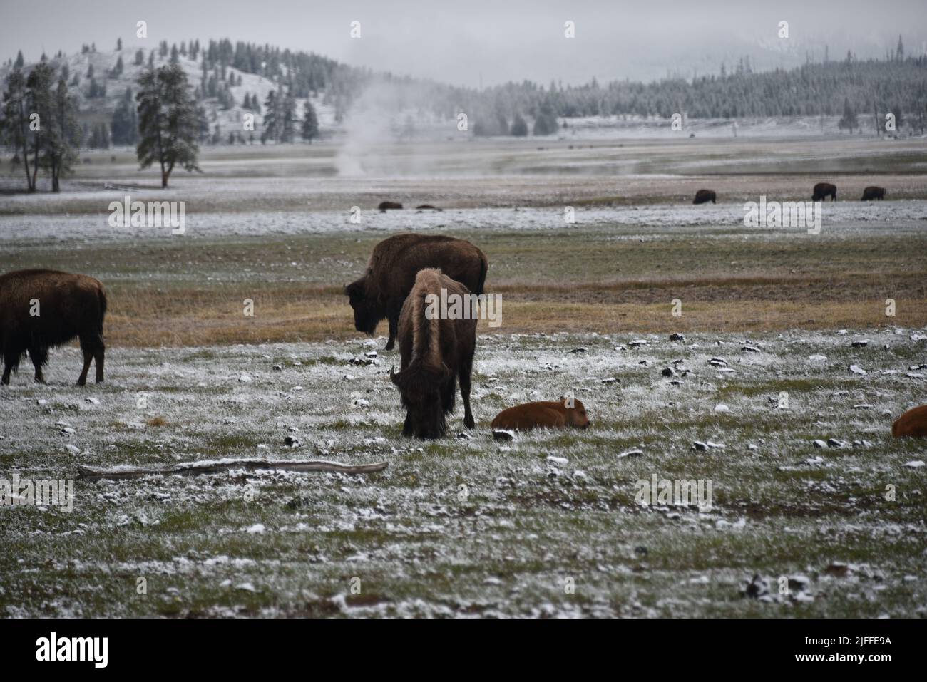 Yellowstone National Park, U.S.A. 5/21-24/2022. American Bison. 5,000 ...