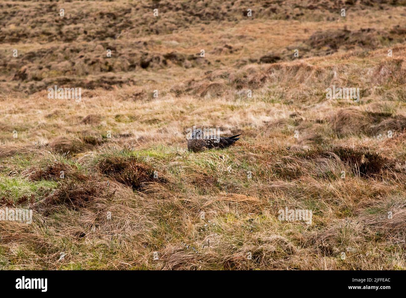 Great Skua nesting in the wetland a top of Runde island at the West ...