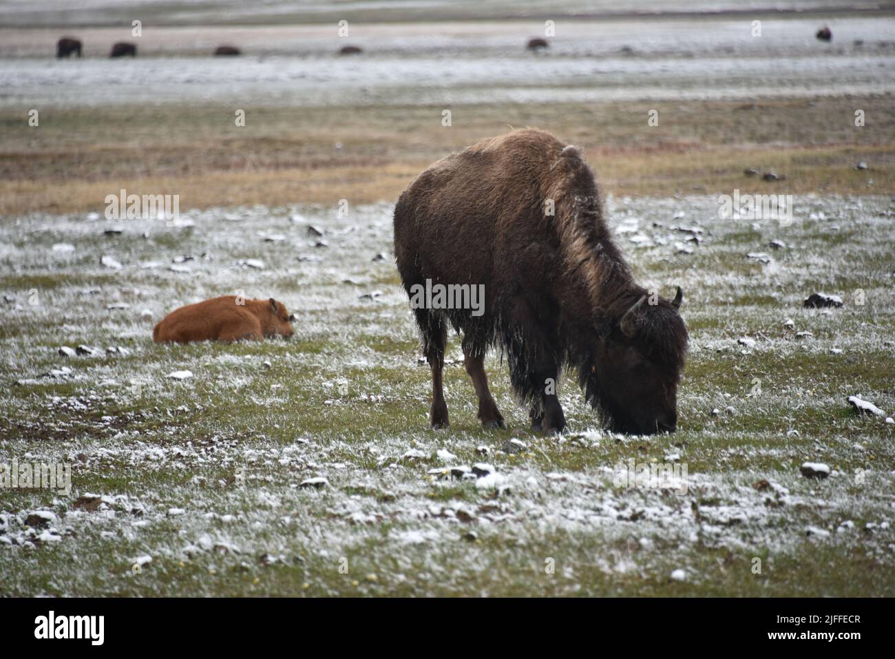 Yellowstone National Park, U.S.A. 5/21-24/2022. American Bison. 5,000 ...