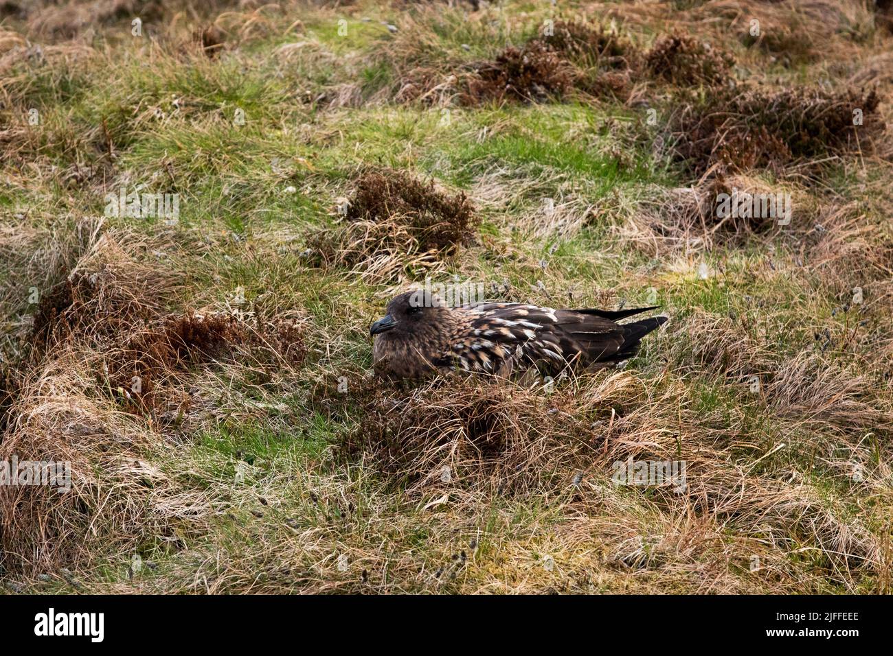 Great Skua nesting in the wetland a top of Runde island at the West ...
