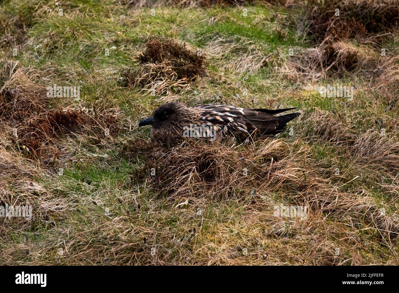 Great Skua nesting in the wetland a top of Runde island at the West ...