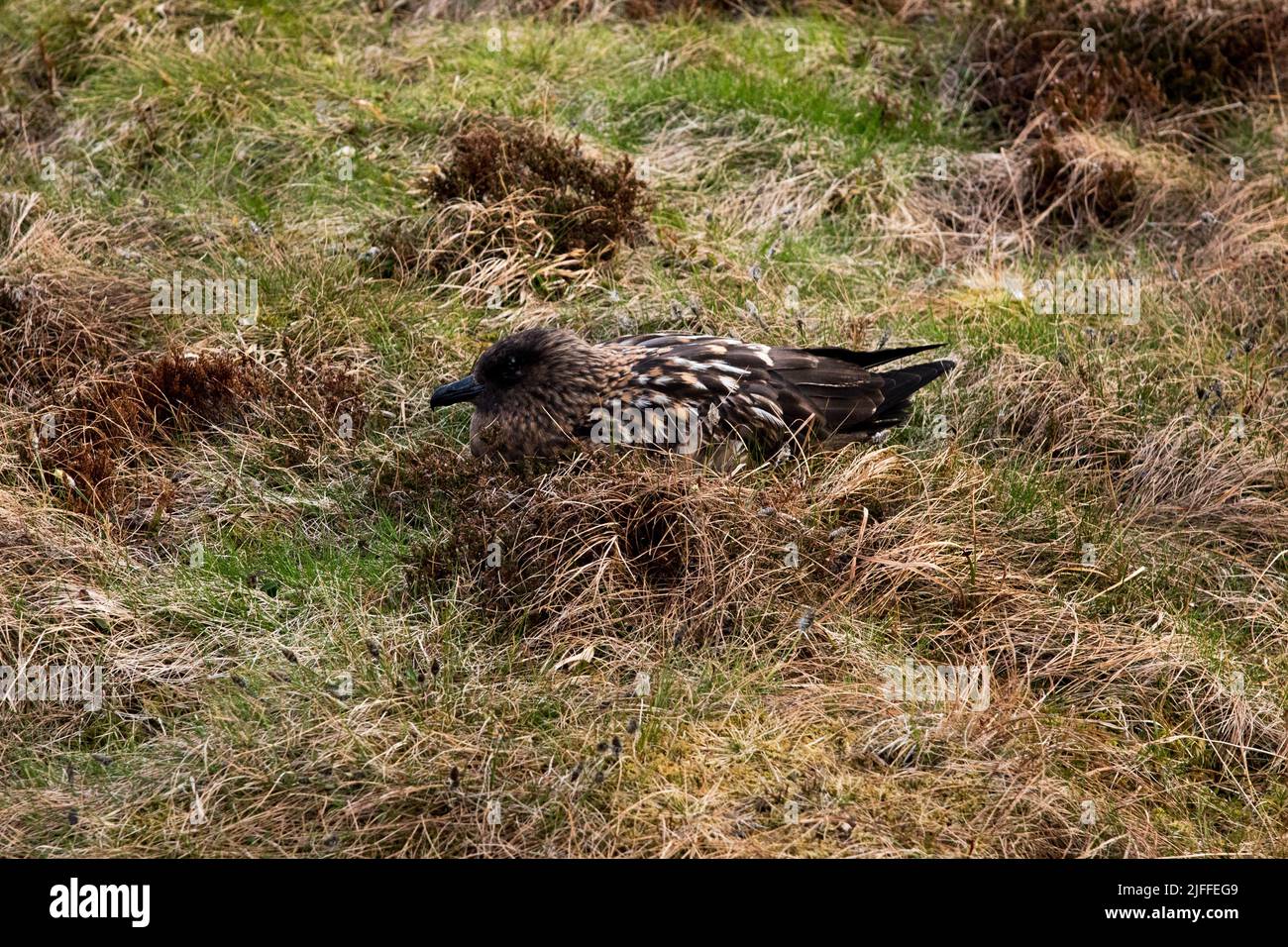 Great Skua nesting in the wetland a top of Runde island at the West ...