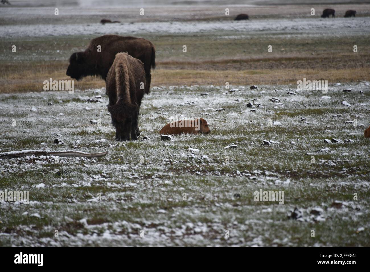 Yellowstone National Park, U.S.A. 5/21-24/2022. American Bison. 5,000 ...