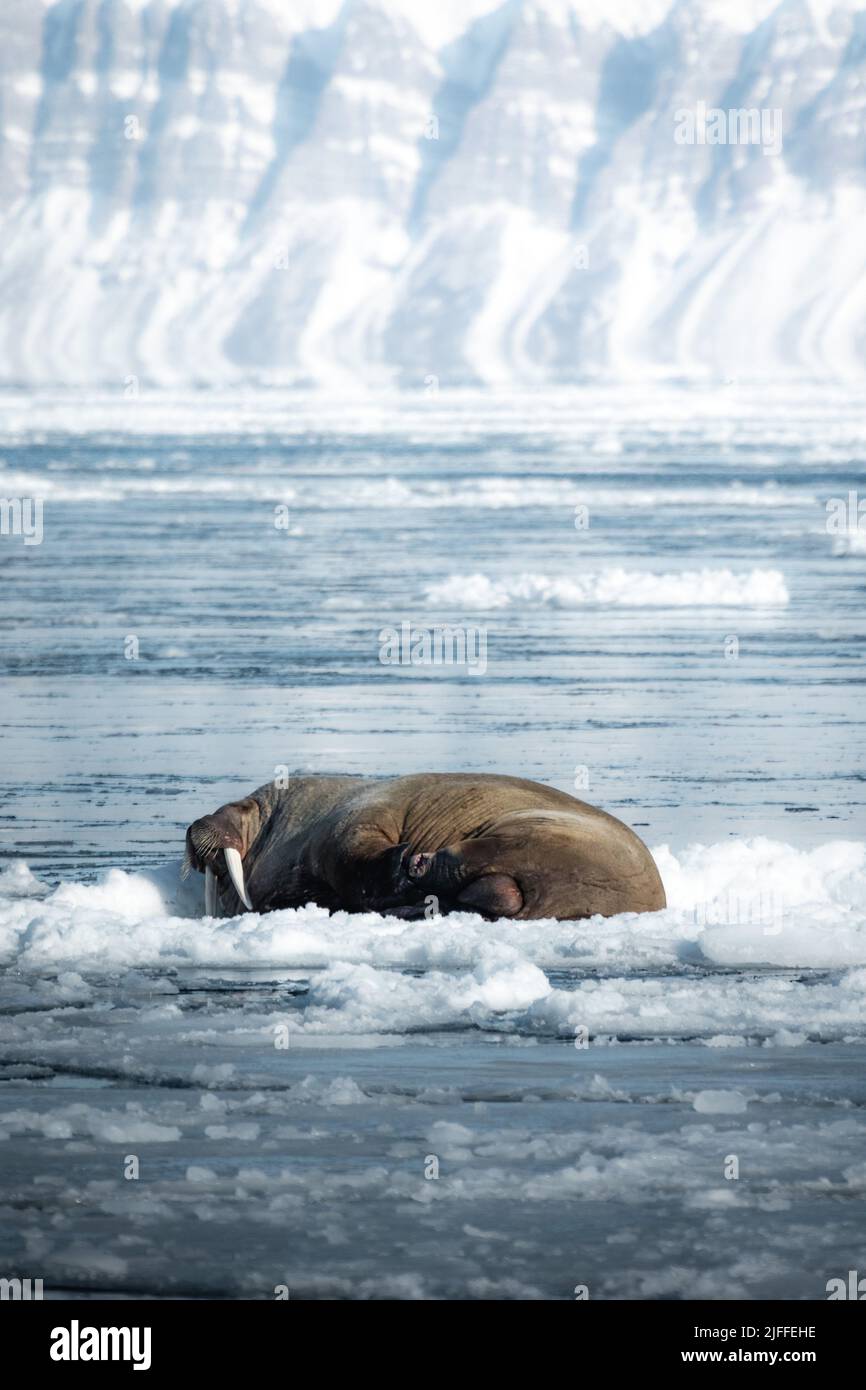 Walrus snow hi-res stock photography and images - Alamy