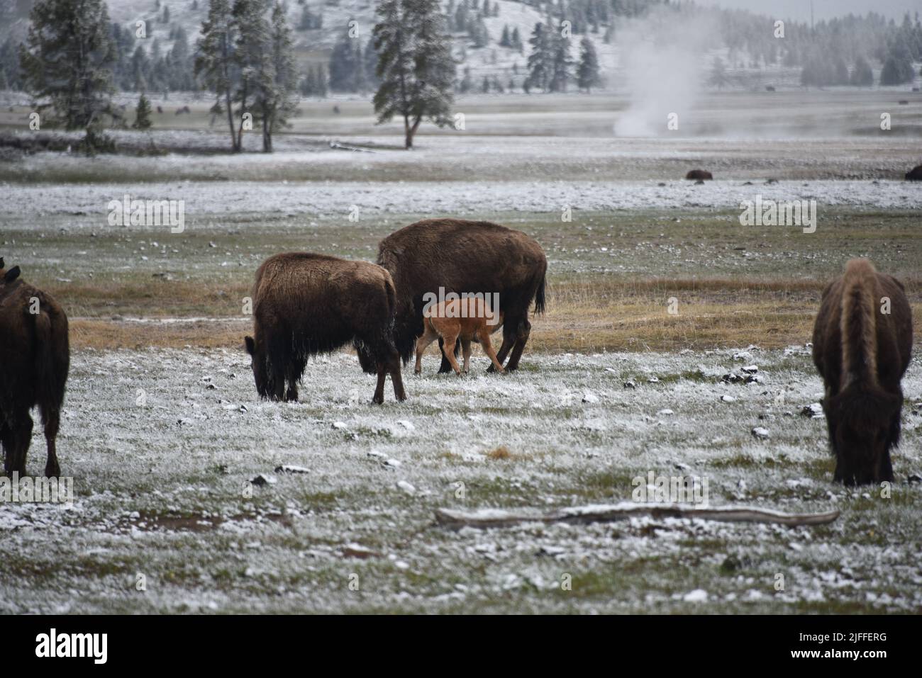 Yellowstone National Park, U.S.A. 5/21-24/2022. American Bison. 5,000 ...