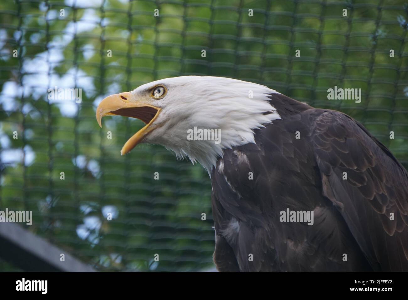 A low angle portrait of bald eagle opening its beak Stock Photo - Alamy