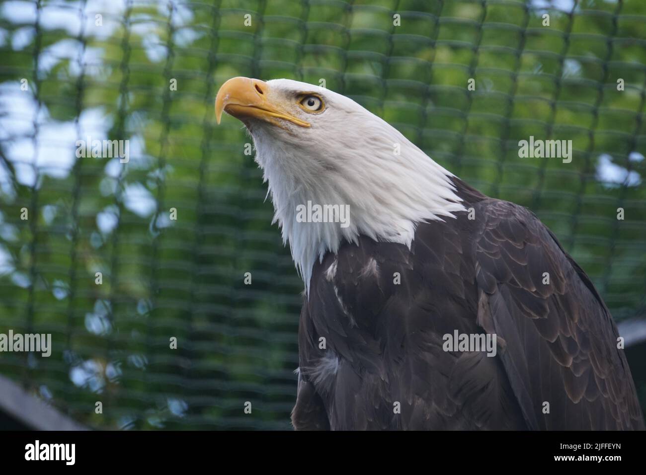 A low angle portrait of bald eagle in its aviary Stock Photo - Alamy