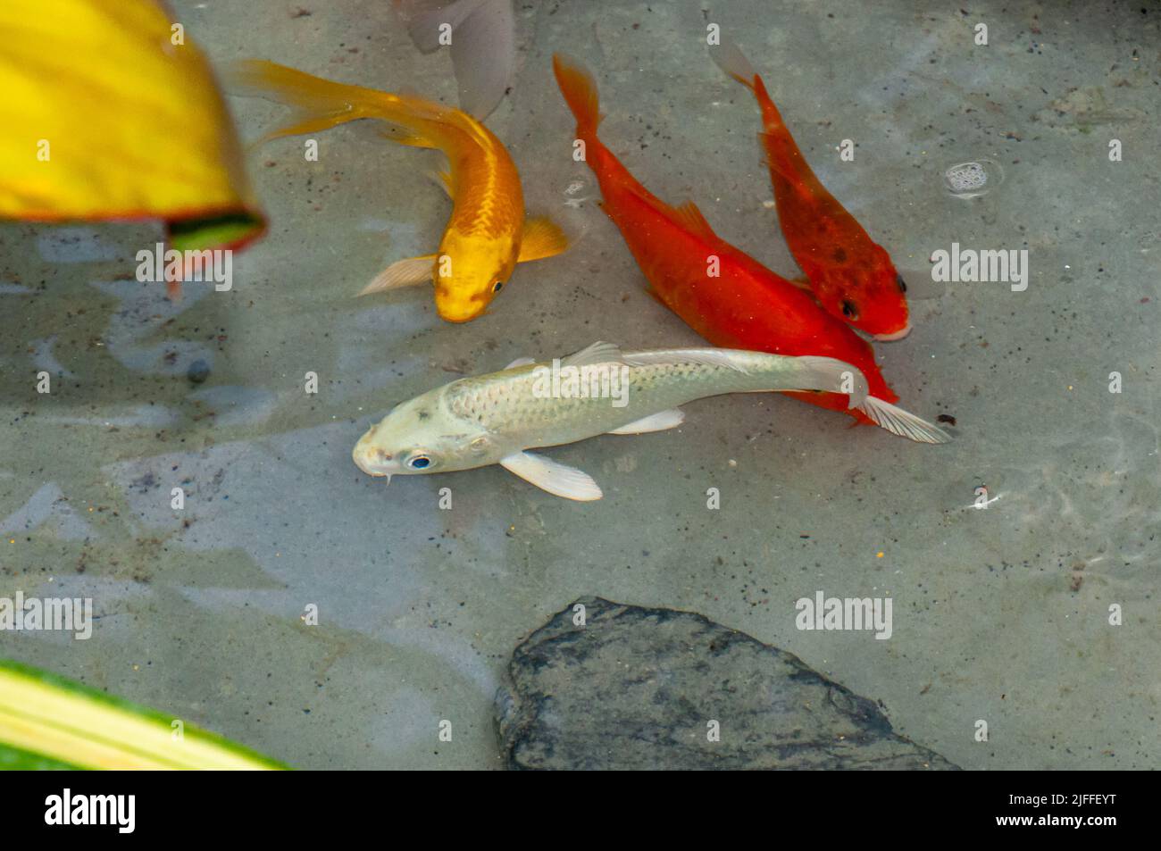A top view of colorful koi fish swimming in a pond Stock Photo - Alamy