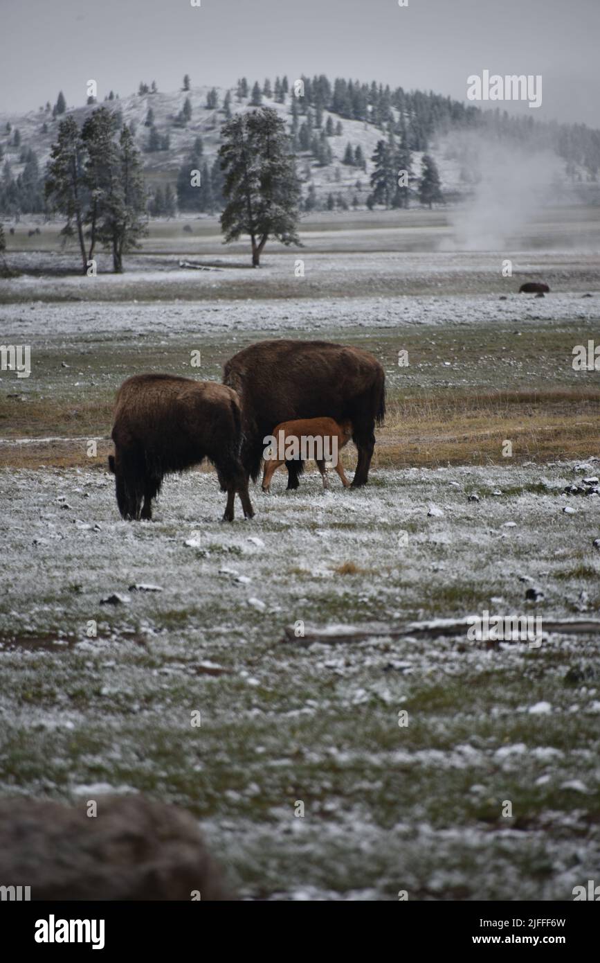 Yellowstone National Park, U.S.A. 5/21-24/2022. American Bison. 5,000 ...