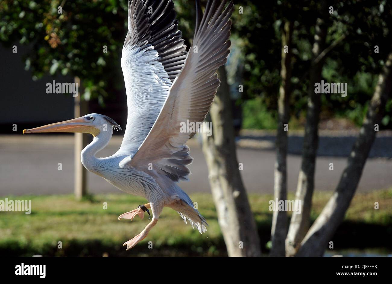Special flying display: Sprout, a 3 year-old Pink Backed African ...