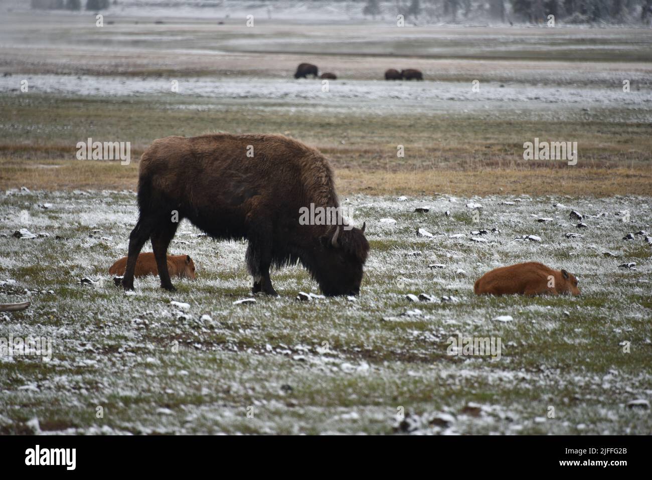 Yellowstone National Park, U.S.A. 5/21-24/2022. American Bison. 5,000 ...