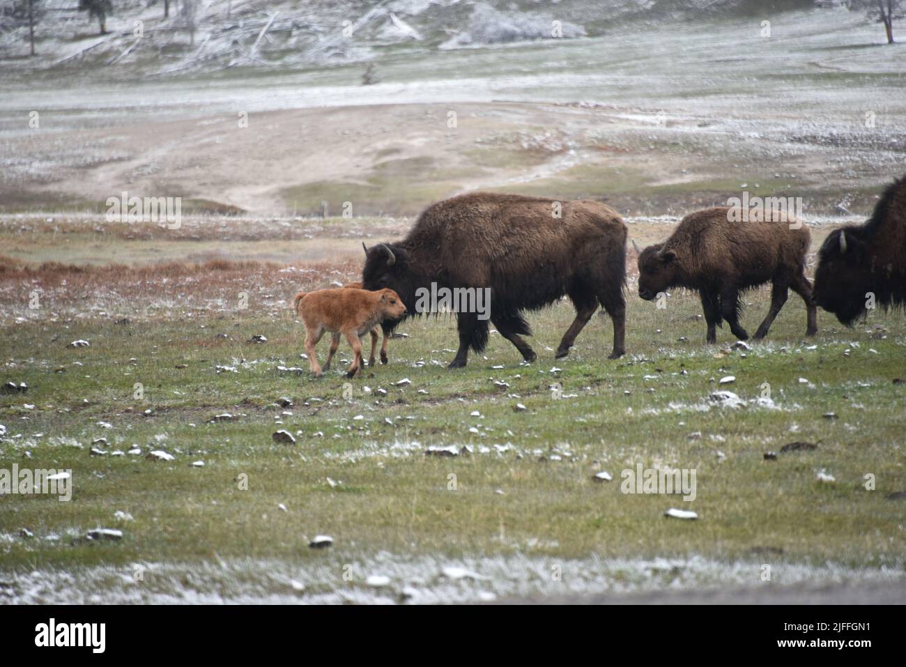 Yellowstone National Park, U.S.A. 5/21-24/2022. American Bison. 5,000 ...